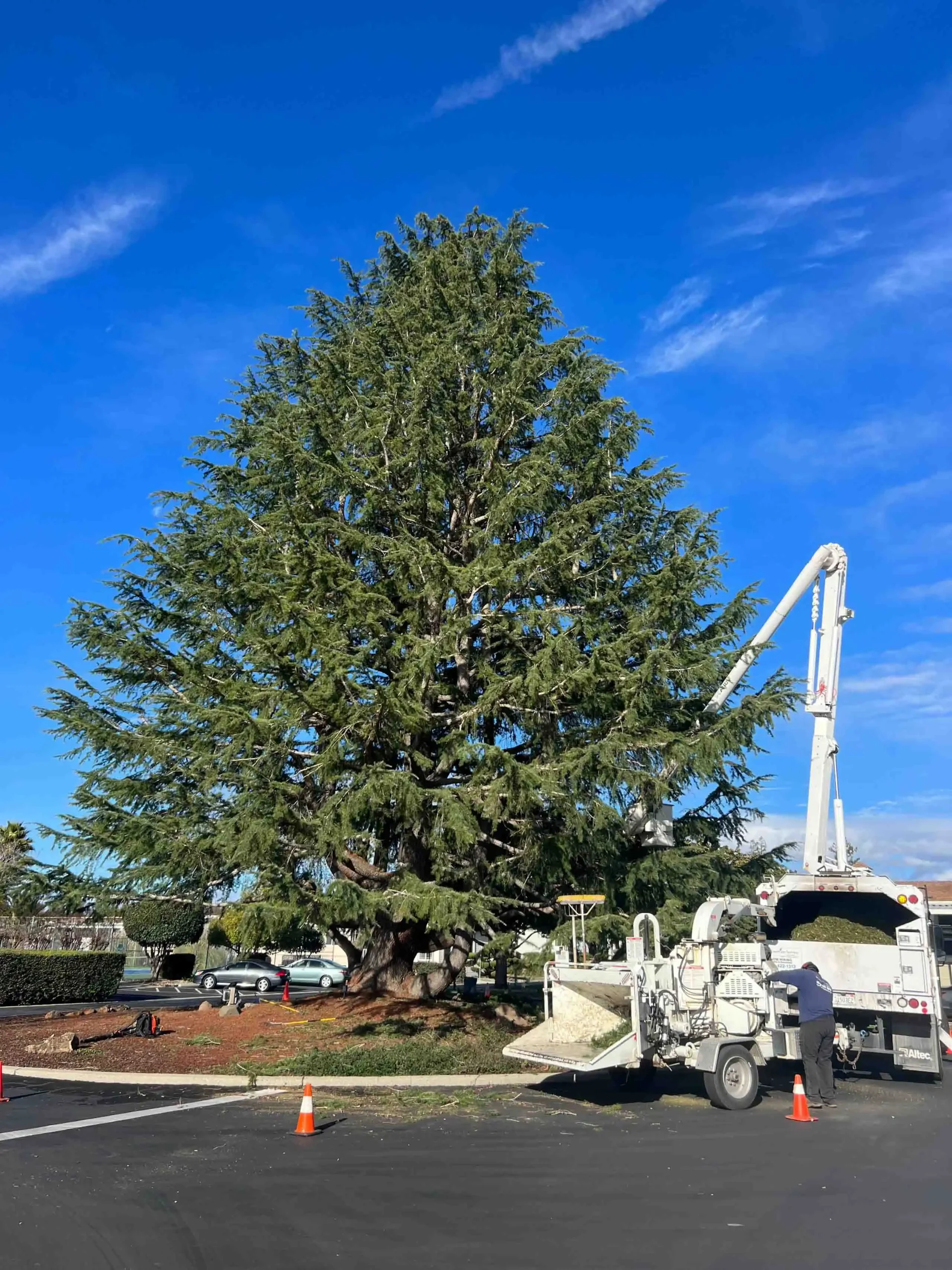 Navigating Tree Related Permits
