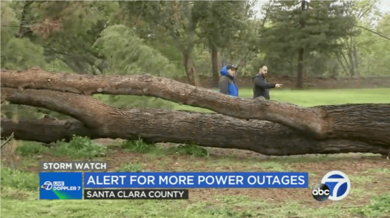 How To Prevent Tree Failure This Winter